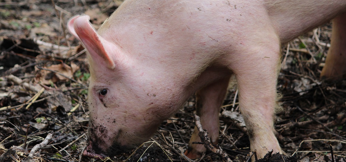 Humdinger pig – MARC – Montour Area Recreation Commission